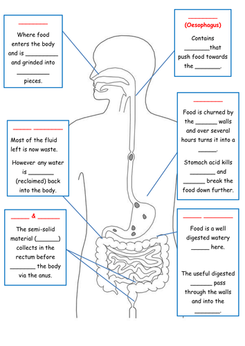 Year 8 Digestion Unit of Work | Teaching Resources
