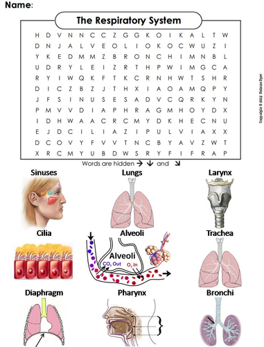 Respiratory System Word Search Teaching Resources