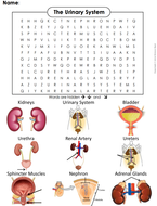 Urinary System Word Search | Teaching Resources