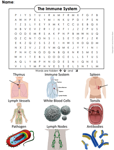 Immune System Word Search | Teaching Resources