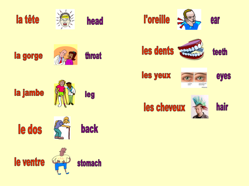 FRENCH PARTS OF THE BODY & ILLNESSES - SAVE TIME ADD ME TO YOUR LESSON ...
