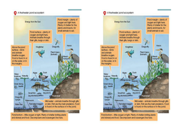 AQA The Living World - A freshwater Pond Ecosystem | Teaching Resources