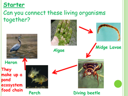 AQA The Living World - A freshwater Pond Ecosystem | Teaching Resources