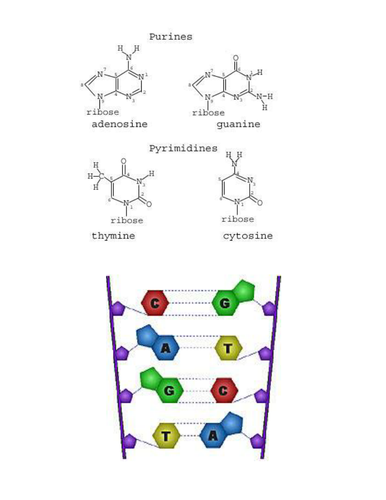 Nucleotides - OCR AS/A Level Biology | Teaching Resources