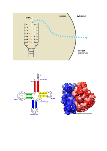 RNA & The Genetic Code - OCR AS/A Level Biology | Teaching Resources