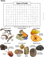 Types of Fossils Word Search | Teaching Resources