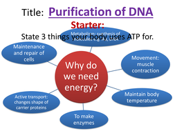 Purification of DNA - OCR AS/A Level Biology | Teaching Resources