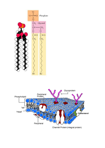 The Plasma Membrane - OCR AS/A Level Biology | Teaching Resources