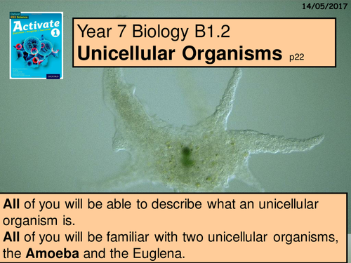 Year 7 Biology B1. 1.1 Cells Scheme of Work Bundle | Teaching Resources
