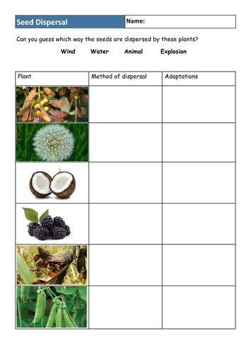 KS3 Plants - Lesson 5 - Seed Dispersal | Teaching Resources
