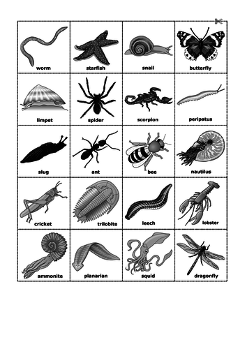 KS3 - Adaptations and Evolution topic | Teaching Resources