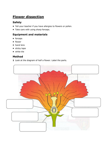 Structure of the flower & pollination | Teaching Resources