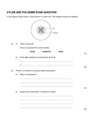 Xylem and Phloem by AlexM2002 | Teaching Resources