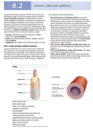 Blood Vessels Structure and Function GCSE/As | Teaching Resources