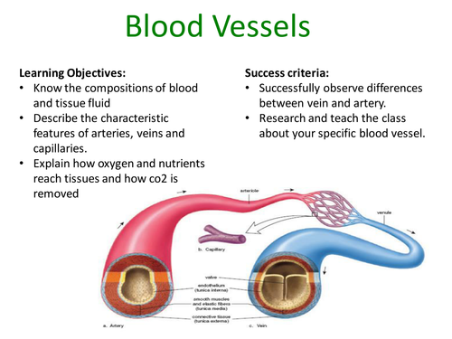 Blood Vessels Structure and Function GCSE/As | Teaching Resources Blood Vessels Structure and Function GCSE/As | Teaching Resources