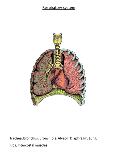 Structure of Respiratory System GCSE/As | Teaching Resources