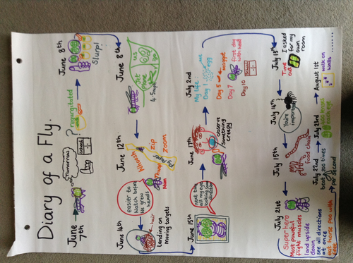 Diary of a Fly | Teaching Resources