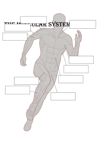 AQA GCSE PE (2016 specification) Muscular system worksheets | Teaching ...