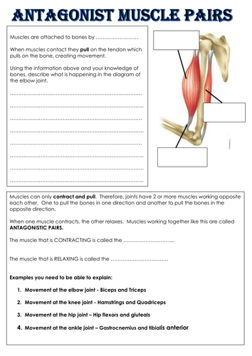 AQA GCSE PE (2016 specification) Muscular system worksheets | Teaching ...