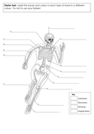 AQA GCSE PE (2016 specification) Skeletal system worksheets | Teaching ...
