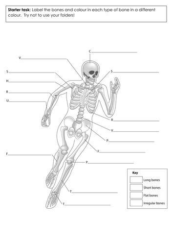 AQA GCSE PE (2016 specification) Skeletal system worksheets | Teaching Resources