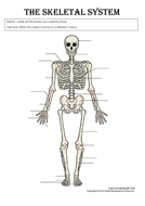 AQA GCSE PE (2016 specification) Skeletal system worksheets | Teaching ...