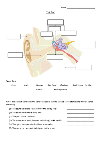 KS3 the ear | Teaching Resources