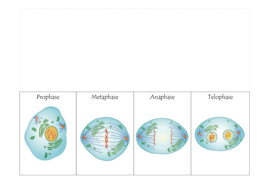 Mitosis activity differentiated for higher and lower Edexcel Combined ...
