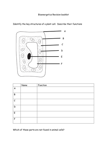Bioenergetics revision booklet | Teaching Resources