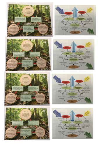 AQA The Living World - Characteristics of Rainforests | Teaching Resources