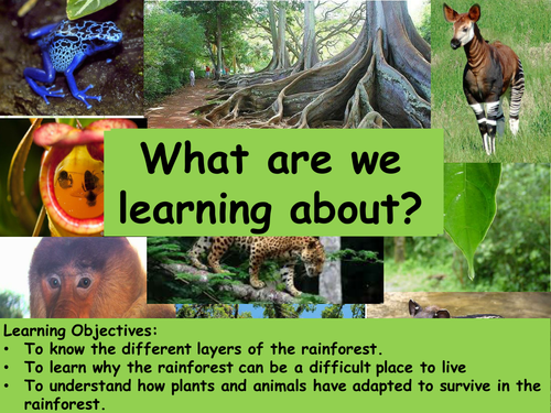 AQA The Living World - Rainforest Adaptations | Teaching Resources