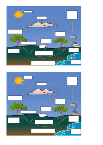 Carbon and Water Cycle New GCSE Bio 9-1 | Teaching Resources