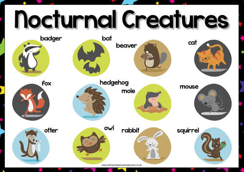Nocturnal Creatures Mini Poster/Help Mat | Teaching Resources