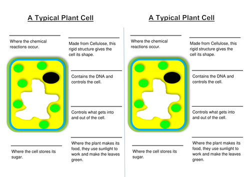 KS3 lesson on plant cells | Teaching Resources