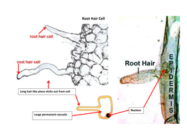 KS3 lesson on specialised cells | Teaching Resources