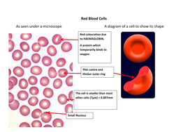 KS3 lesson on specialised cells | Teaching Resources