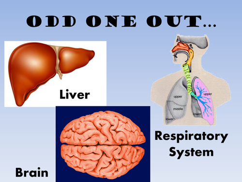 KS3 lesson on organ systems | Teaching Resources