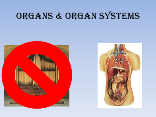 KS3 lesson on organ systems | Teaching Resources