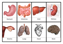 KS3 lesson on organ systems | Teaching Resources
