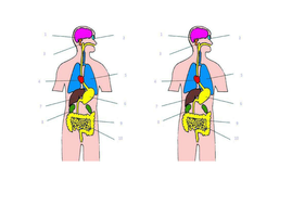 Lesson on organs KS3 | Teaching Resources