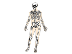 KS3 B3.5 The Skeleton | Teaching Resources