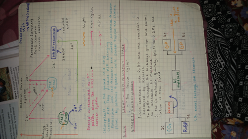 OCR A Level Biology A Revision Notes (Handwritten) | Teaching Resources