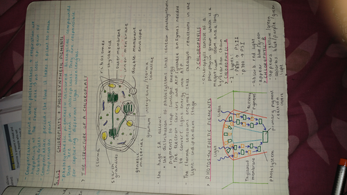 OCR A Level Biology A Revision Notes (Handwritten) | Teaching Resources