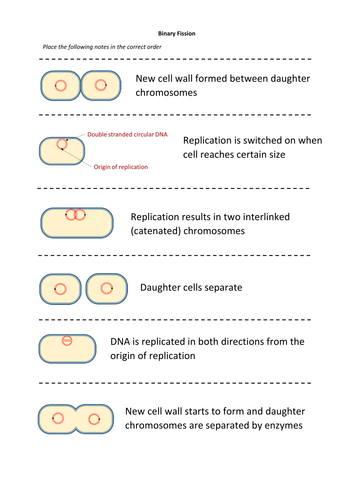 Binary Fission | Teaching Resources