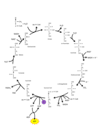 Krebs Cycle Worksheet by Astronyxis | Teaching Resources