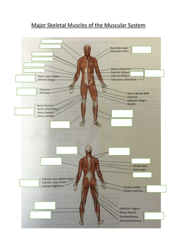 BASIC BTEC Level 3 Unit 1 Anatomy and Physiology BASIC | Teaching Resources