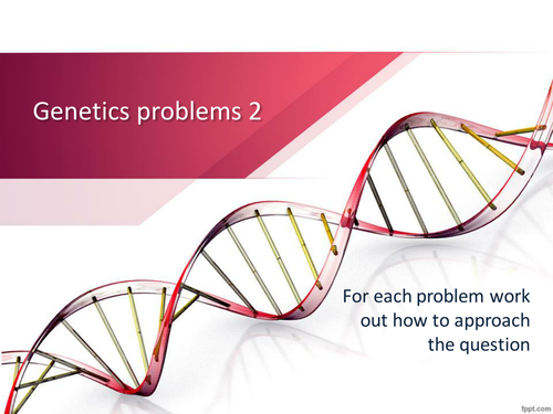Genetics Problems 2 PowerPoint Activity | Teaching Resources