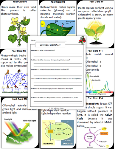 Photosynthesis Scavenger Hunt - An Activity | Teaching Resources