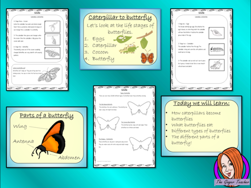Butterflies - PowerPoint and Worksheets | Teaching Resources
