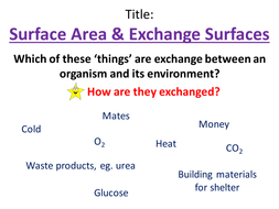 Exchange Surfaces (Surface Area to Volume) - OCR AS/A Level Biology ...